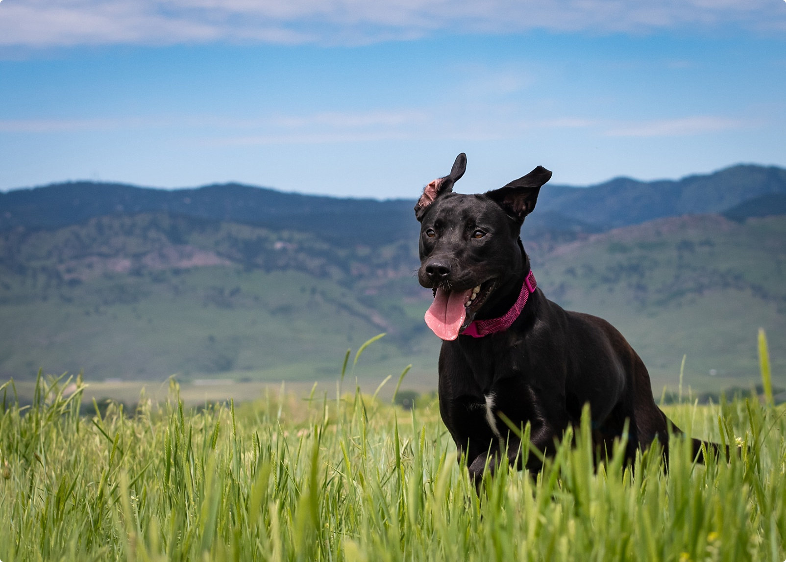 Capturing the Beauty of Black Dogs - Furever Friends Pet Photography