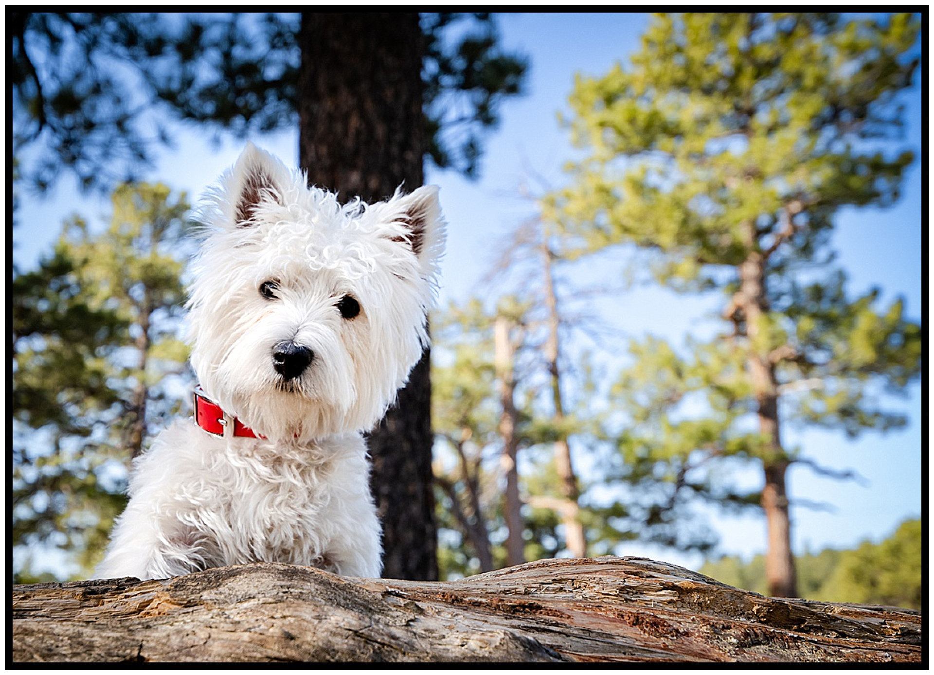 Breed Highlight: West Highland Terrier - Furever Photography