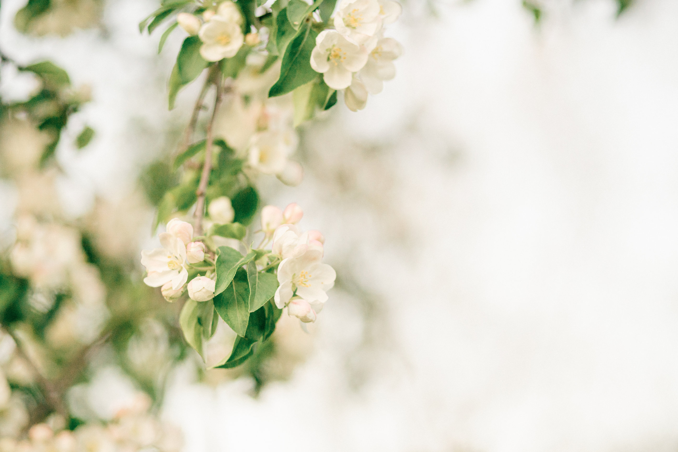 Spring Elegance Top Locations for Luxury Family Photo Sessions