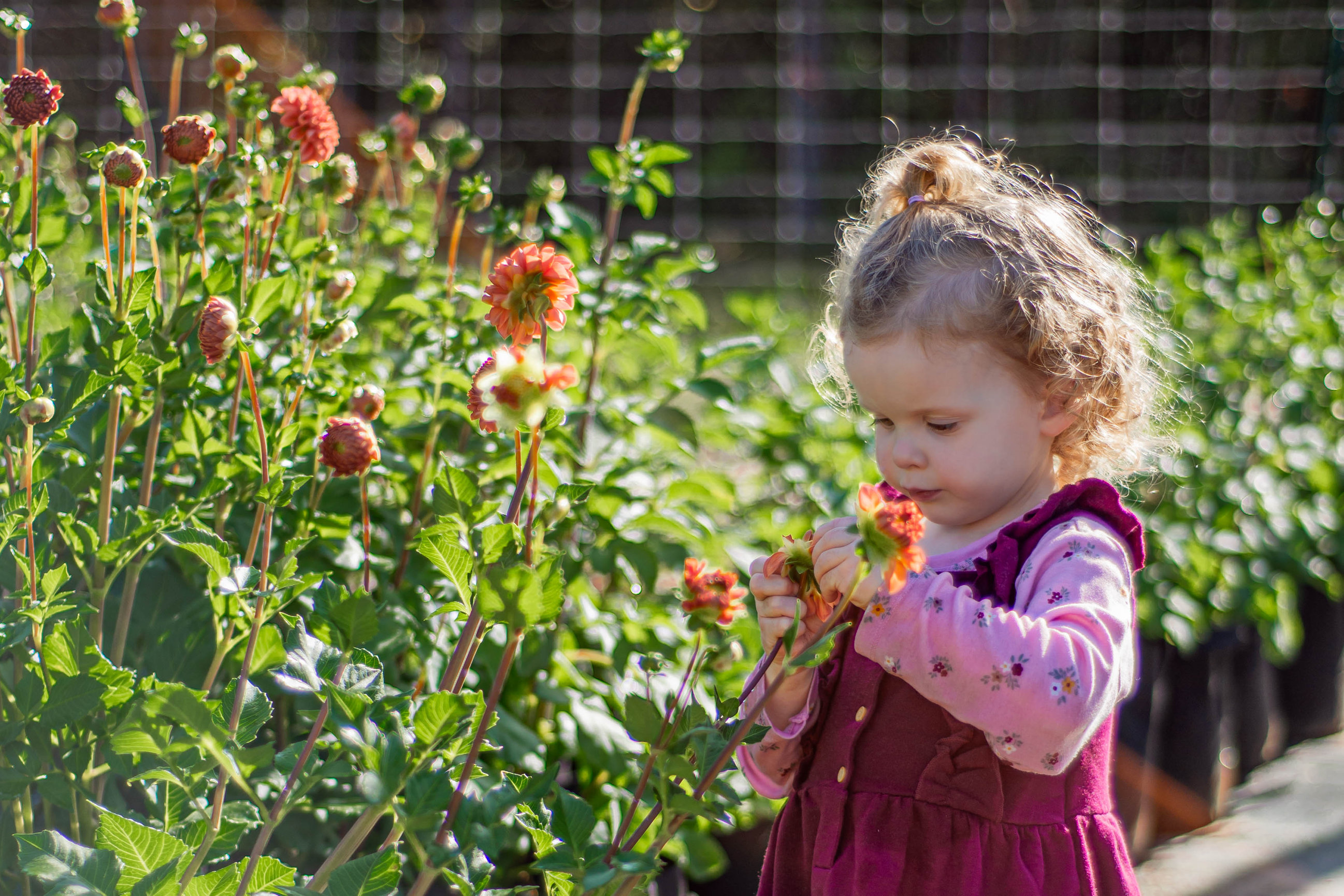 Wild Goose Flower Farm - Gallery by Laura Photography