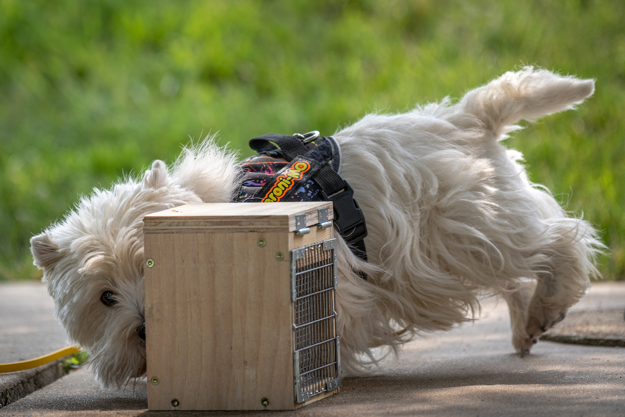 Benefits of Scent Work for Dogs and Classes in Las Vegas
