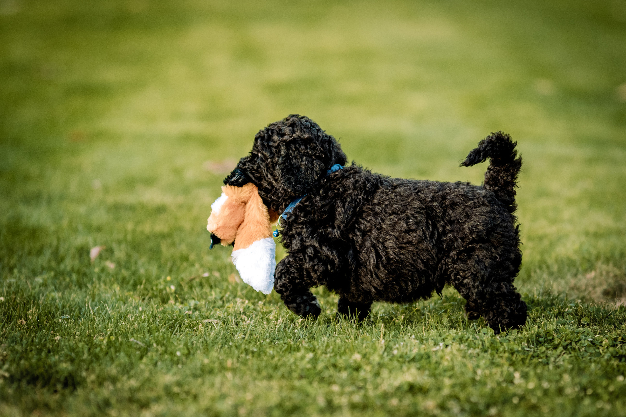 Ryan Ritter Pet Photography | Greater Phoenix Area