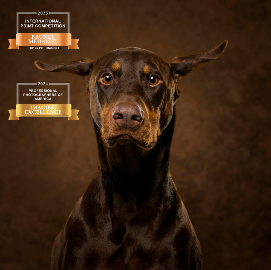 Award-Winning Dog Photographer | The PAWtographers Florida