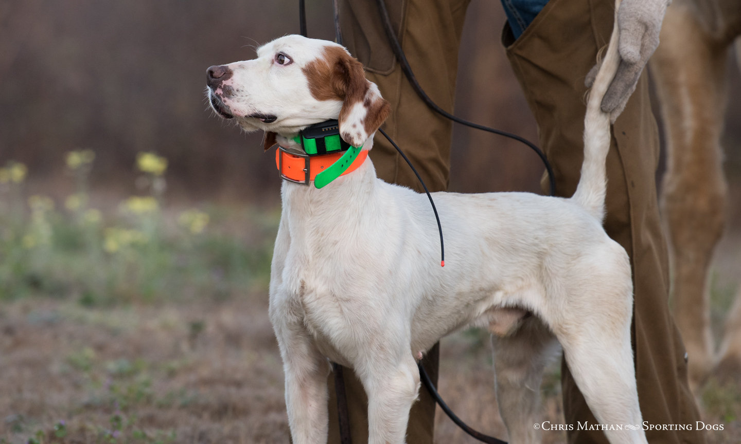 Field Trials - Chris Mathan Sporting Dogs