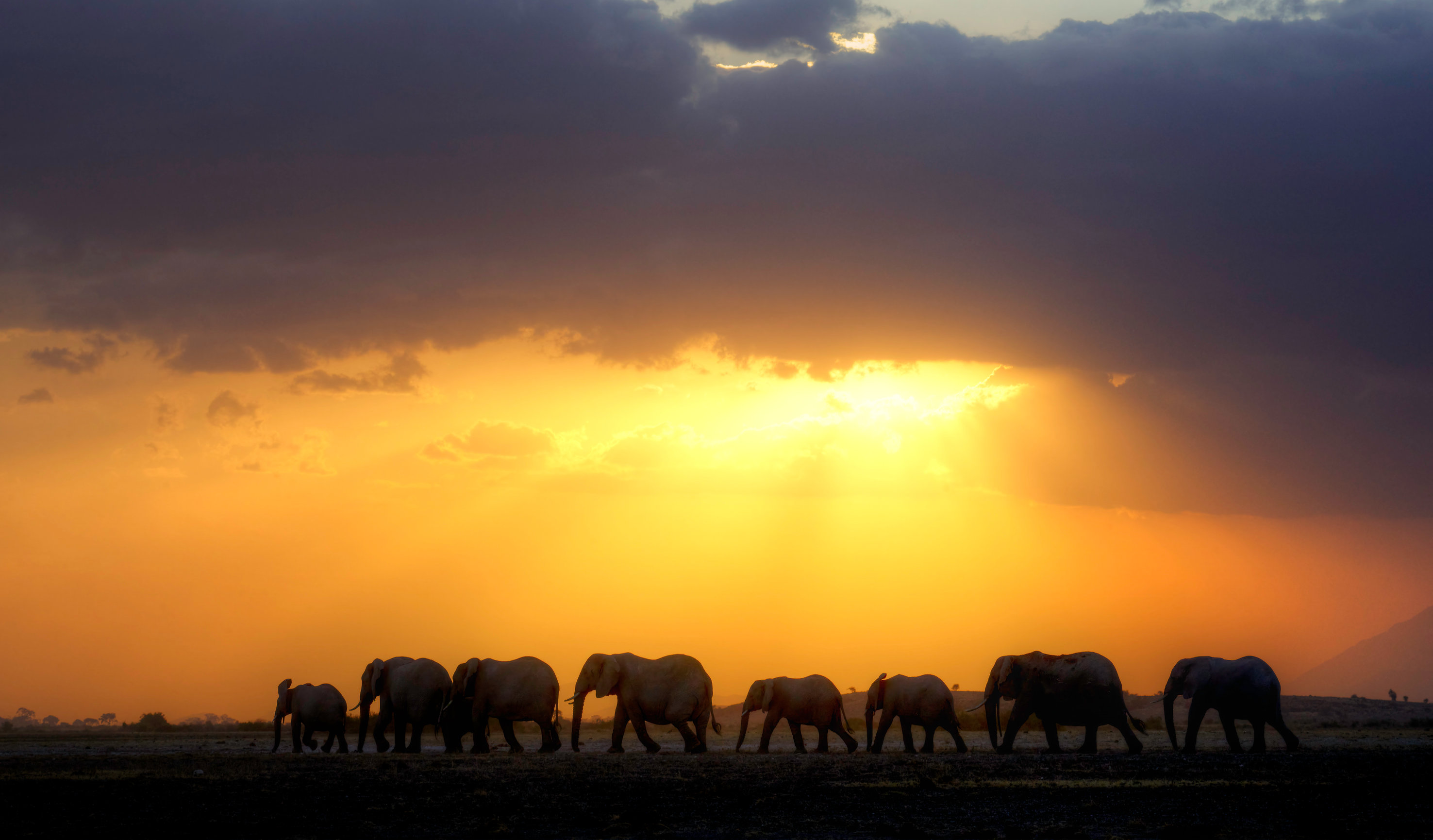 WILDLIFE - Kandy Gallery