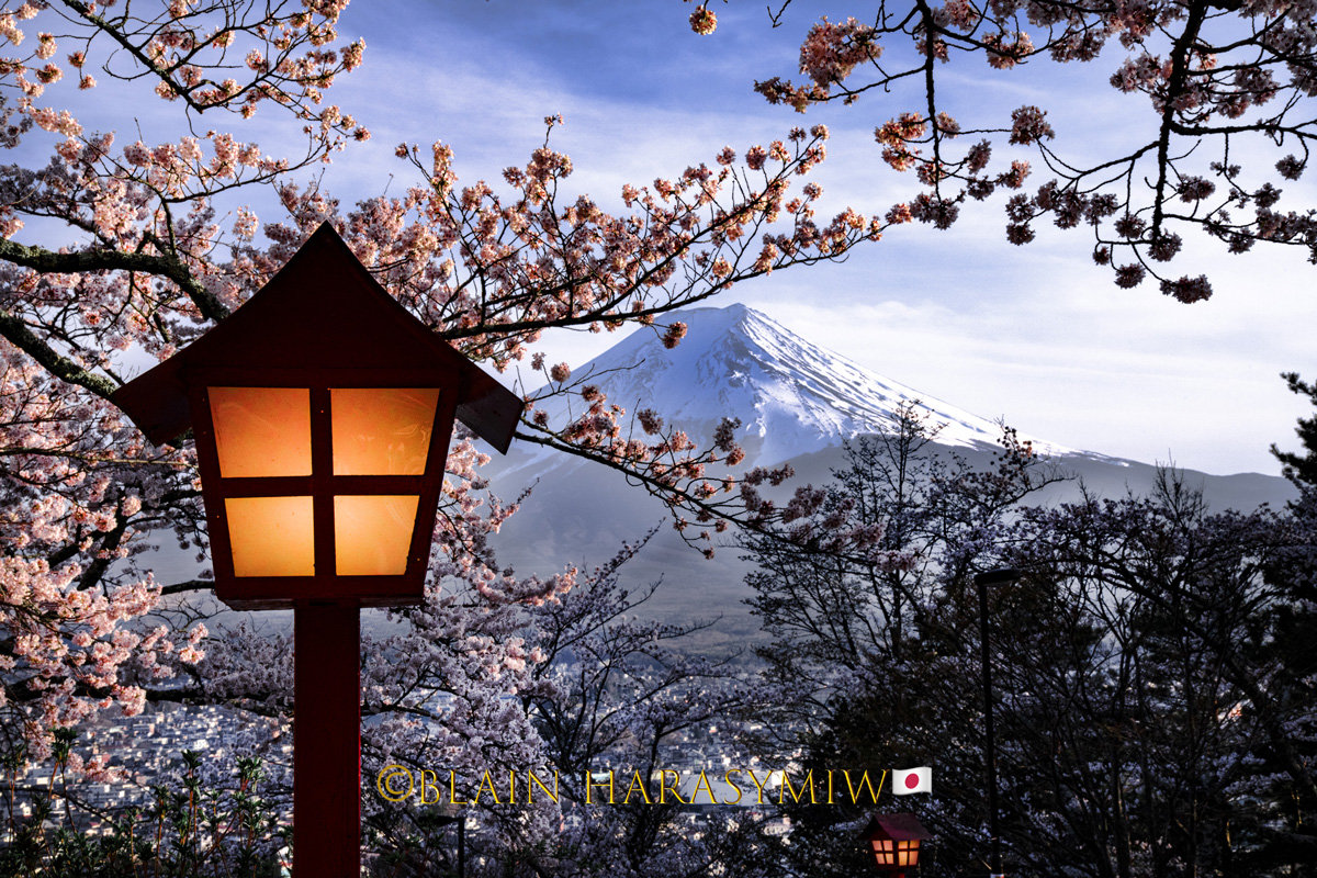 Returning to Mt. Fuji’s Spectacular Sakura - Blain Harasymiw Photography