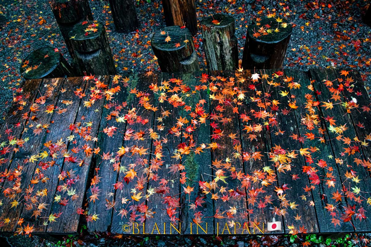 Autumn Leaves Photography Workshop - Blain Harasymiw Photography