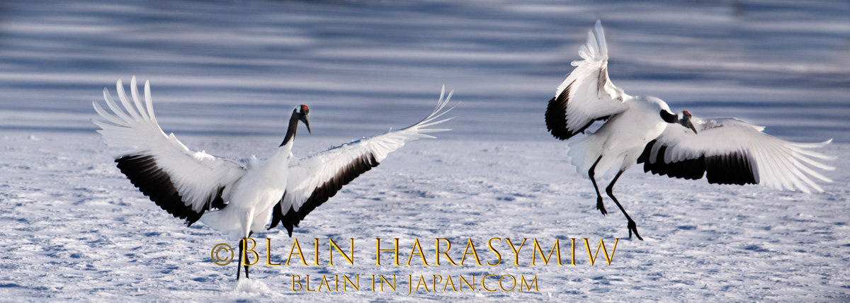 Hokkaido Photo Tours - Red-Crowned Cranes Symbolic - Blain Harasymiw ...