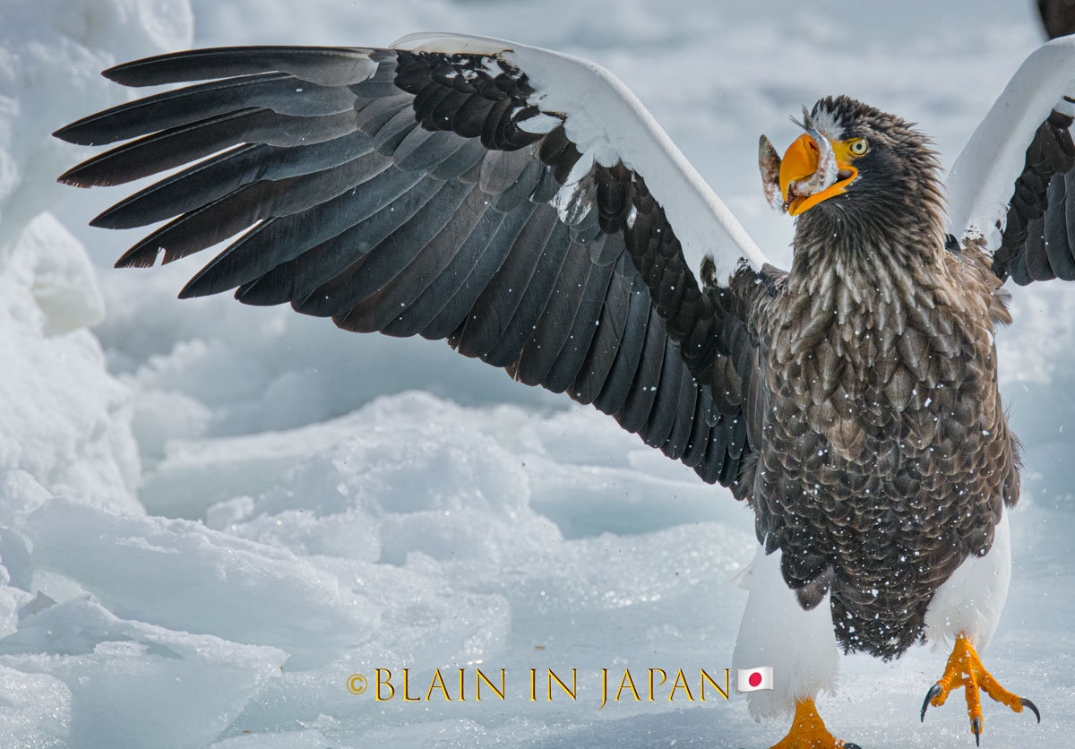 Ultimate Guide to Birding in Japan: - Blain Harasymiw Photography