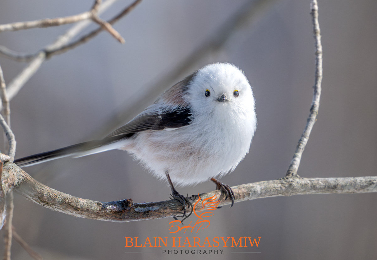 Birding in Japan Hokkaido - Blain Harasymiw Photography