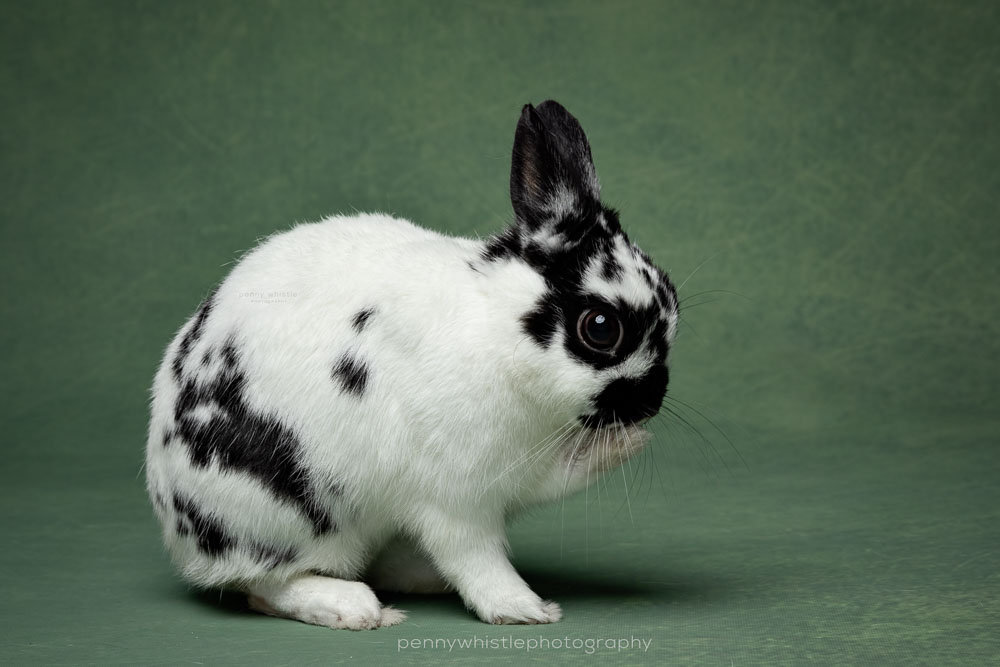 Waffles the Rabbit Gets Professional Portraits