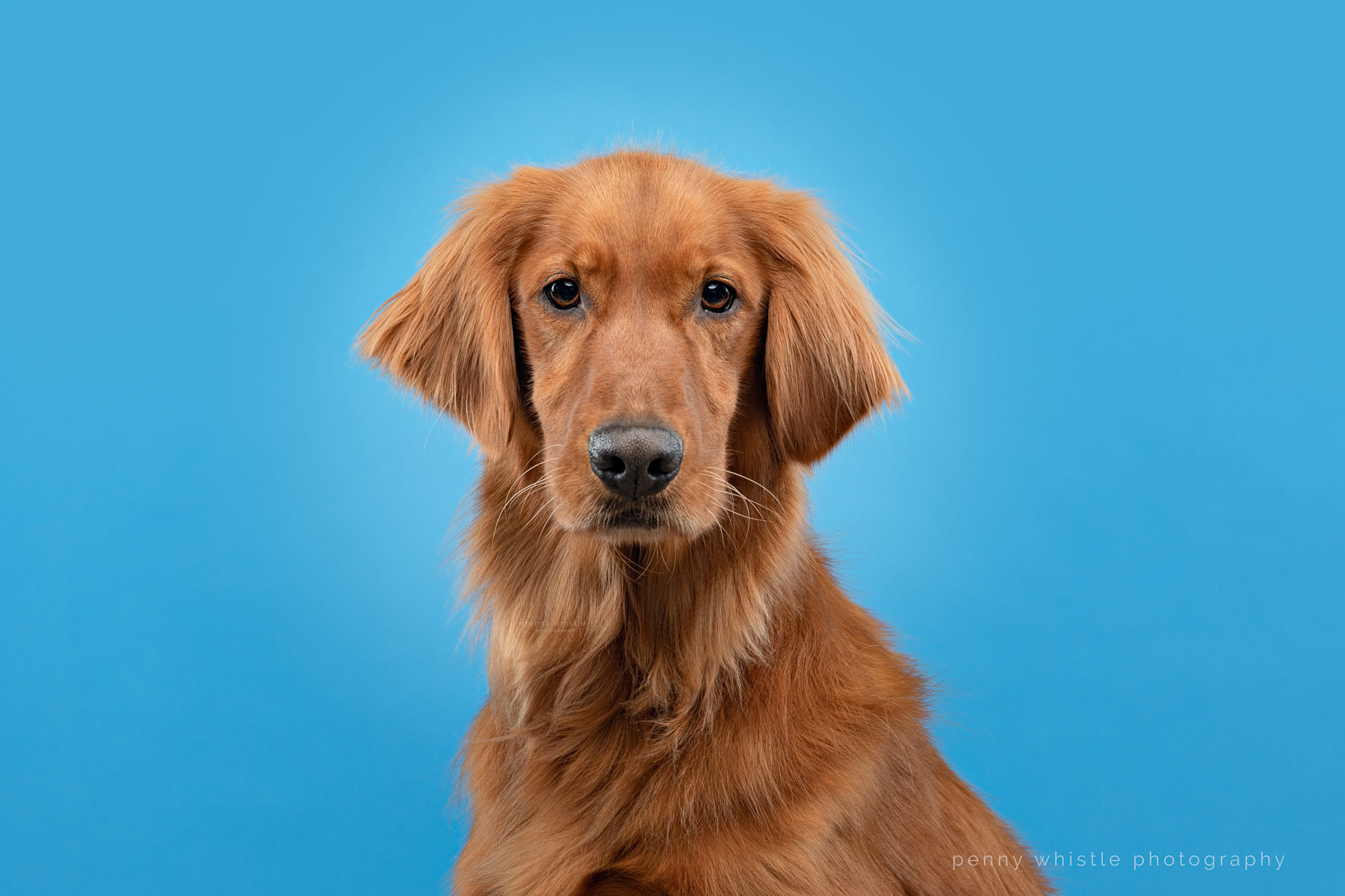 Colorful and Fun Studio Pet Portraits in Dallas - Fort Worth