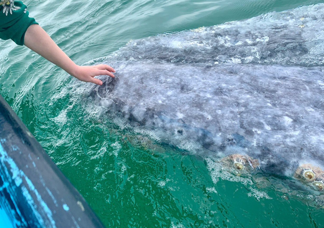 WHALE WATCHING - Kirsten Murphy Photography