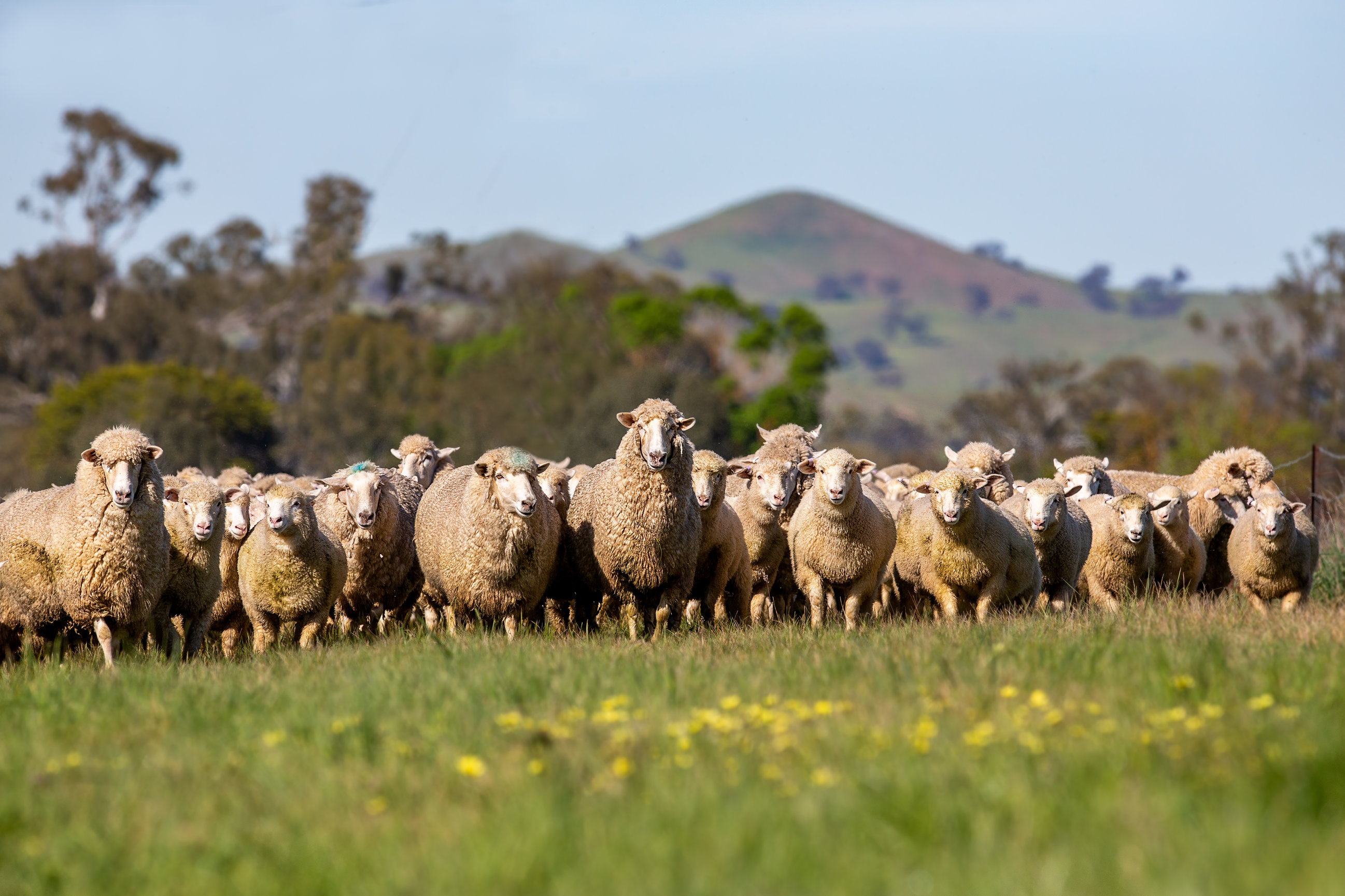 Top 5 Tips - To get the best from your farm photography
