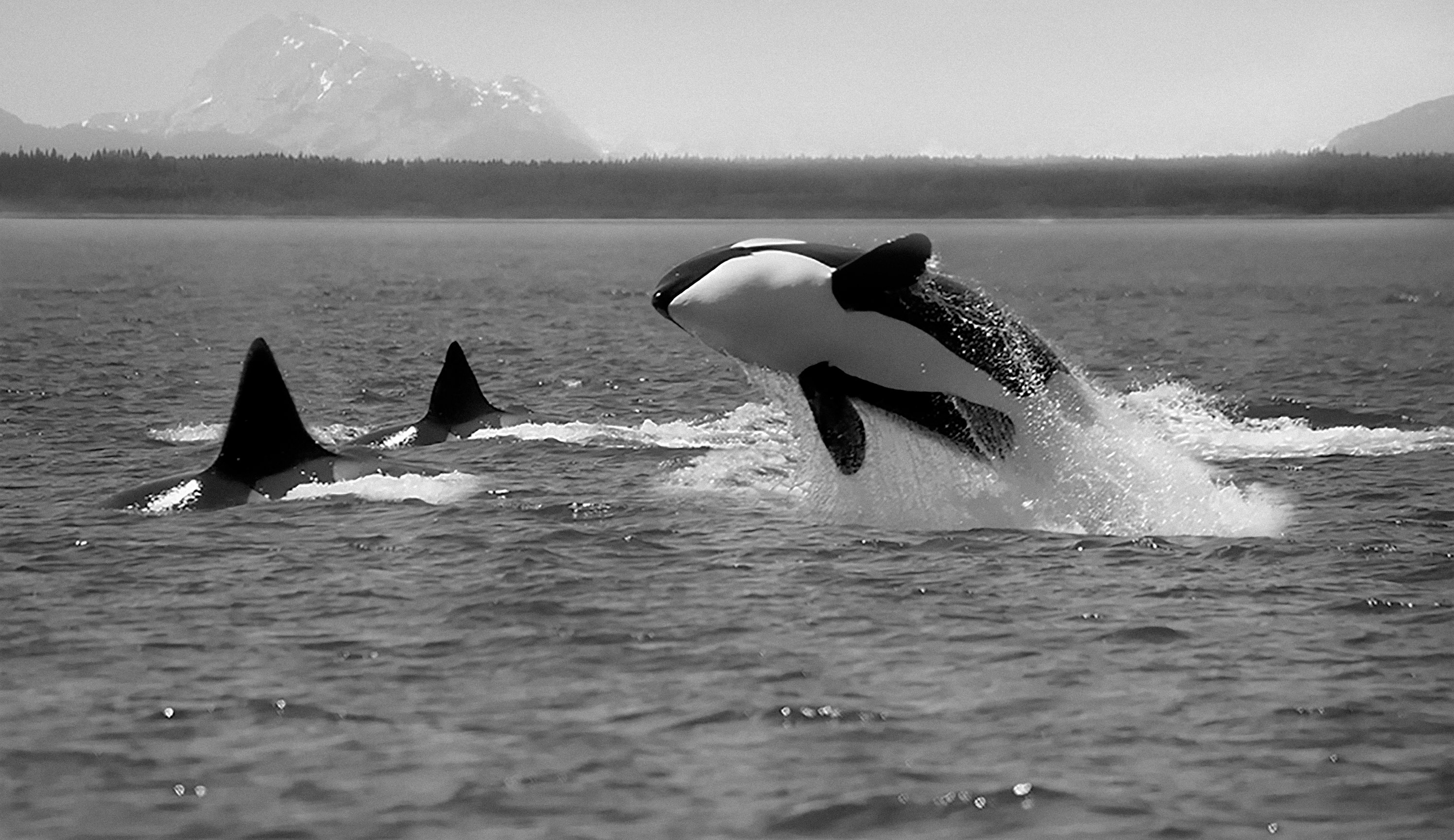 Orca Series | Shane Russeck Studios | Wildlife Photography