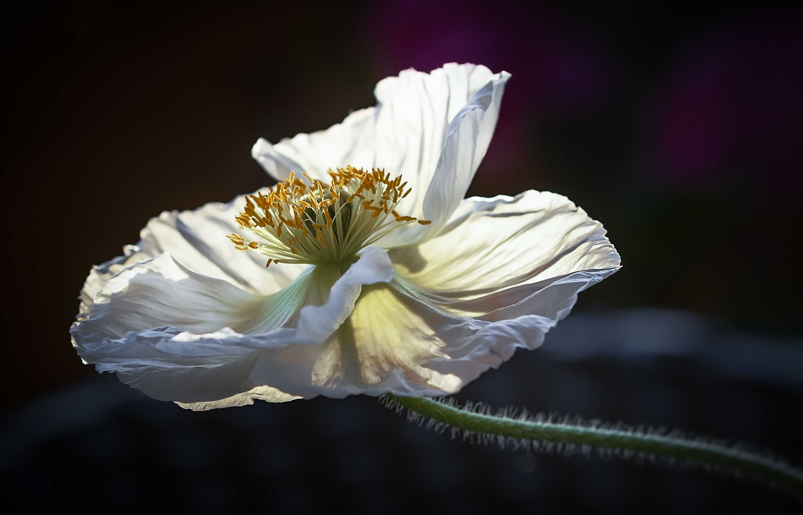 HOME - Steven Kaye Photography