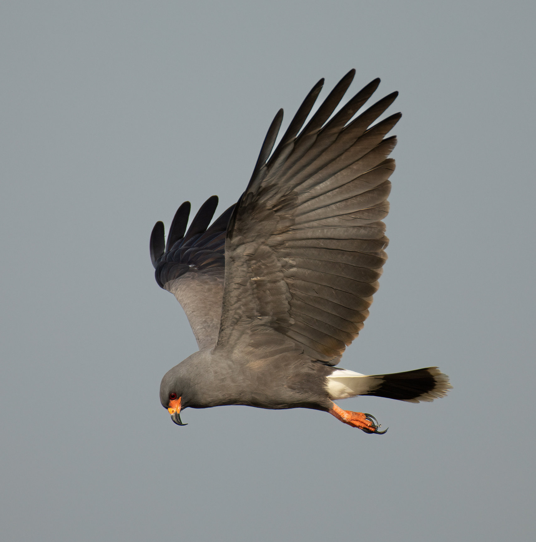 Raptors - Whistling Wings Photography