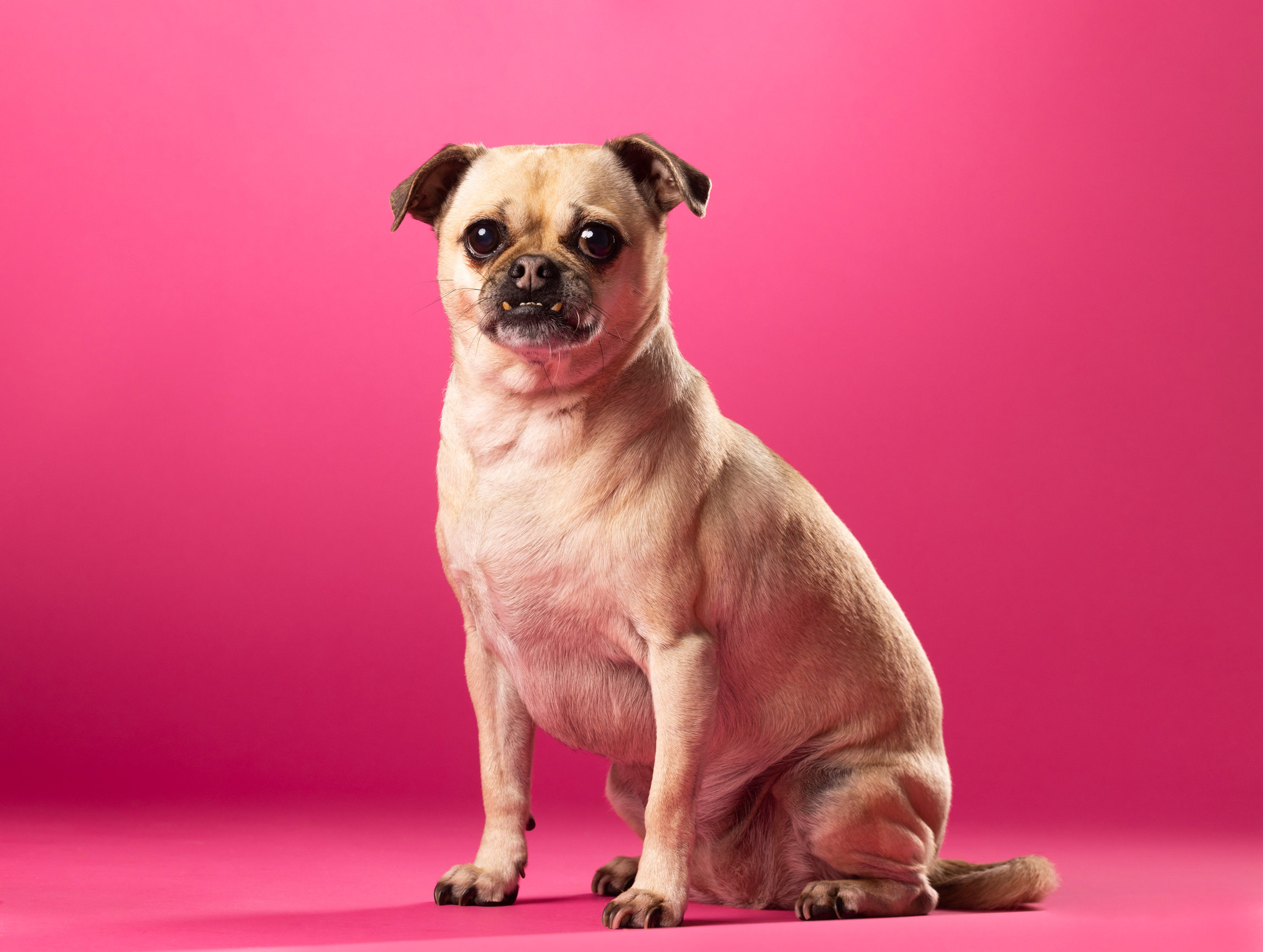 Capture the Perfect Fall Pet Portraits While Supporting a Great Cause ...