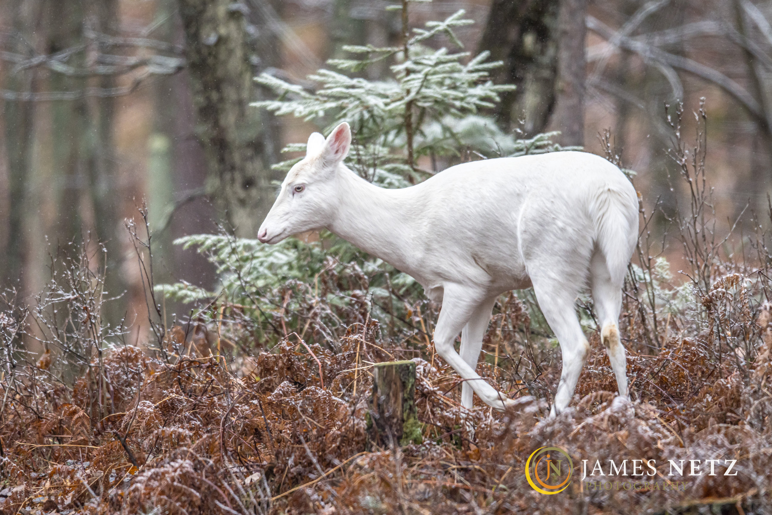 Photographing the Enchanting Albino Deer of Northern Wisconsin - James ...