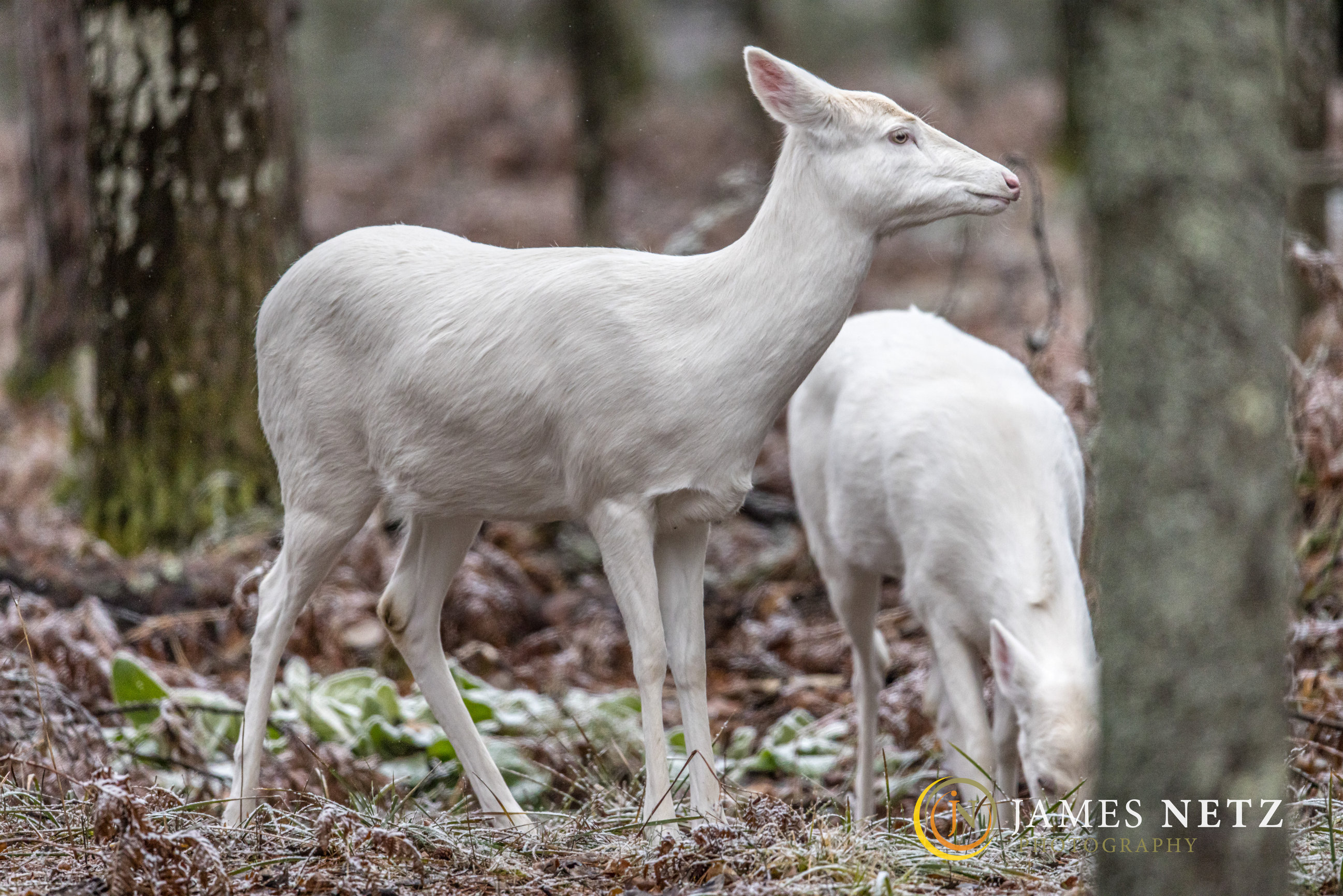 Photographing the Enchanting Albino Deer of Northern Wisconsin - James ...