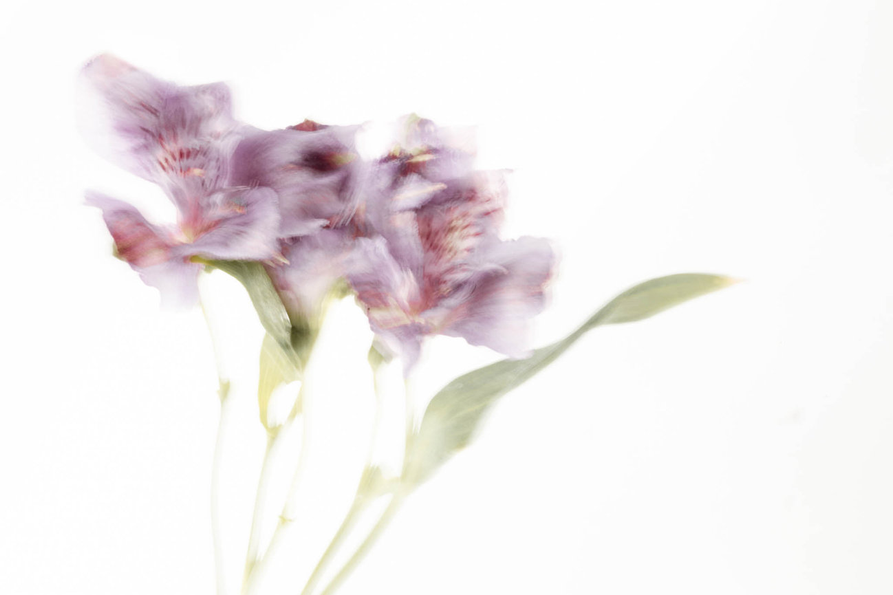 The Petals Project - Caitlin Garvey Photos