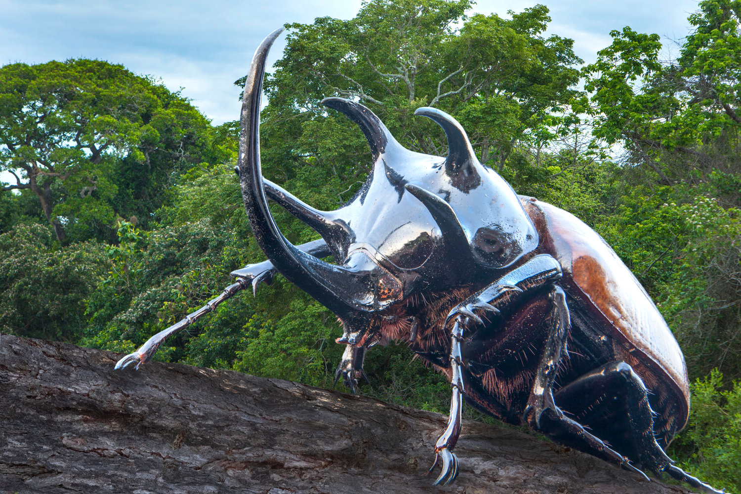 An outrageous creature - Jim Zuckerman photography & photo tours