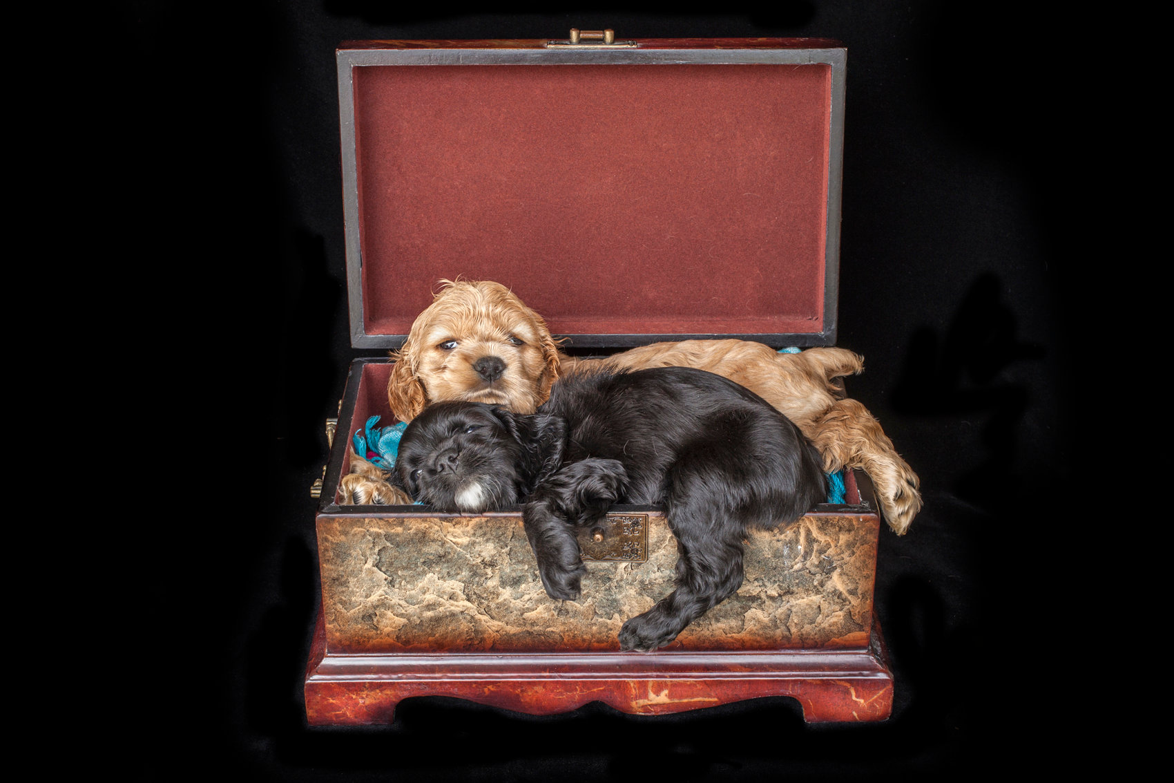 Puppies in a box - Jim Zuckerman photography & photo tours
