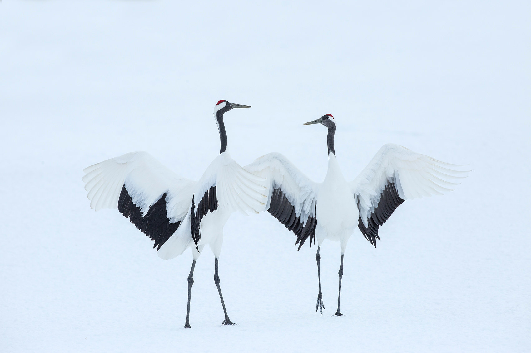Japanese cranes in their mating ritual - Jim Zuckerman photography ...