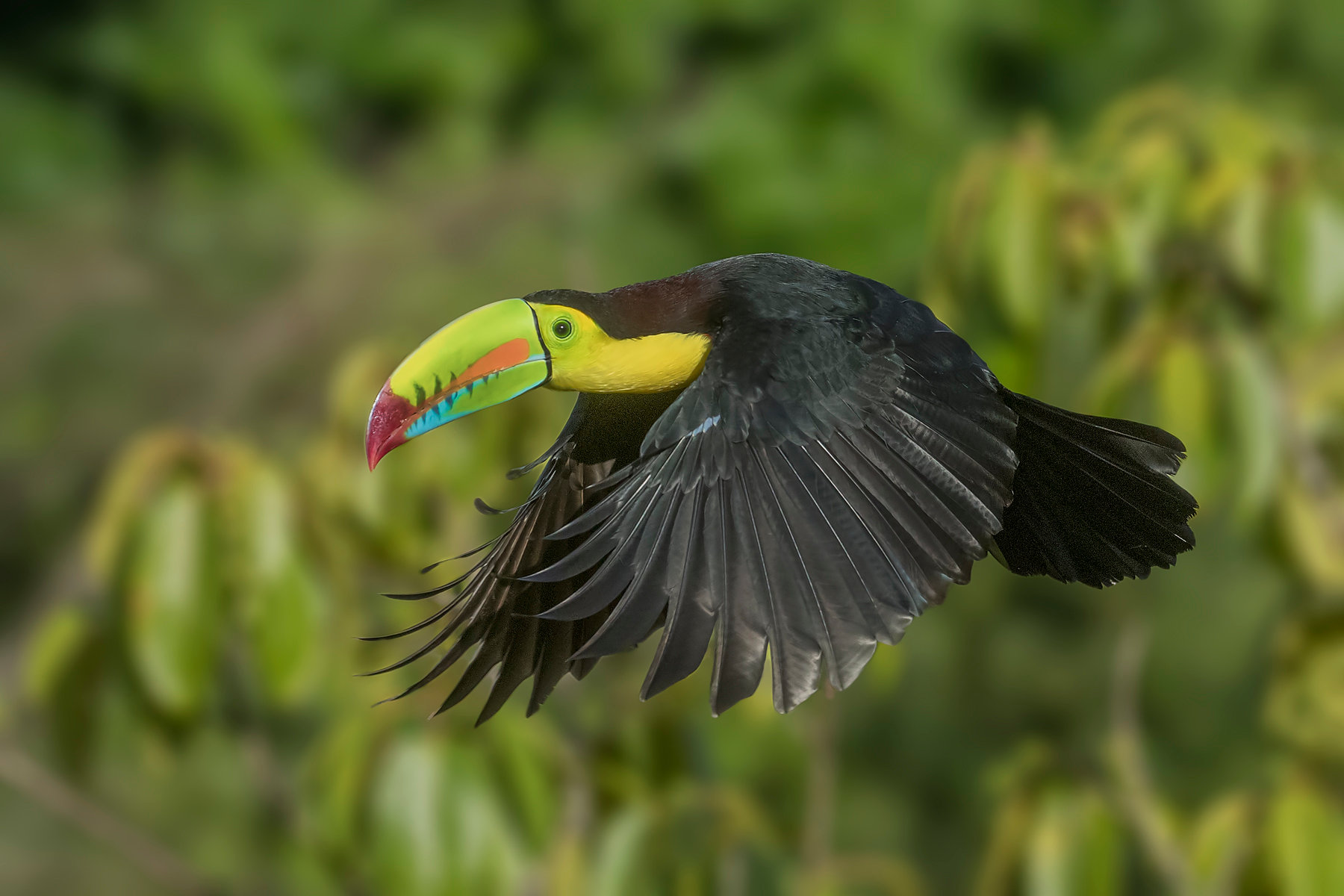 Toucan in flight - Jim Zuckerman photography & photo tours