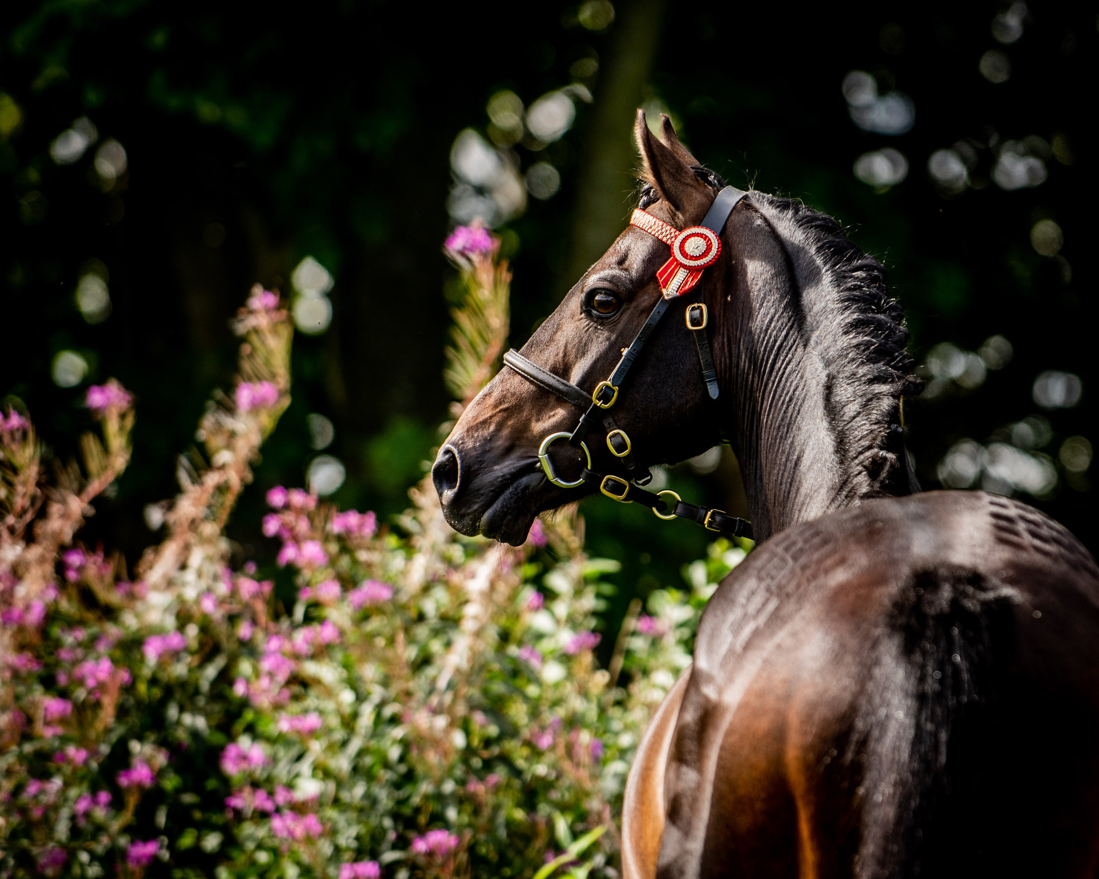 Equestrian Portraits - Simon Clubb Photography