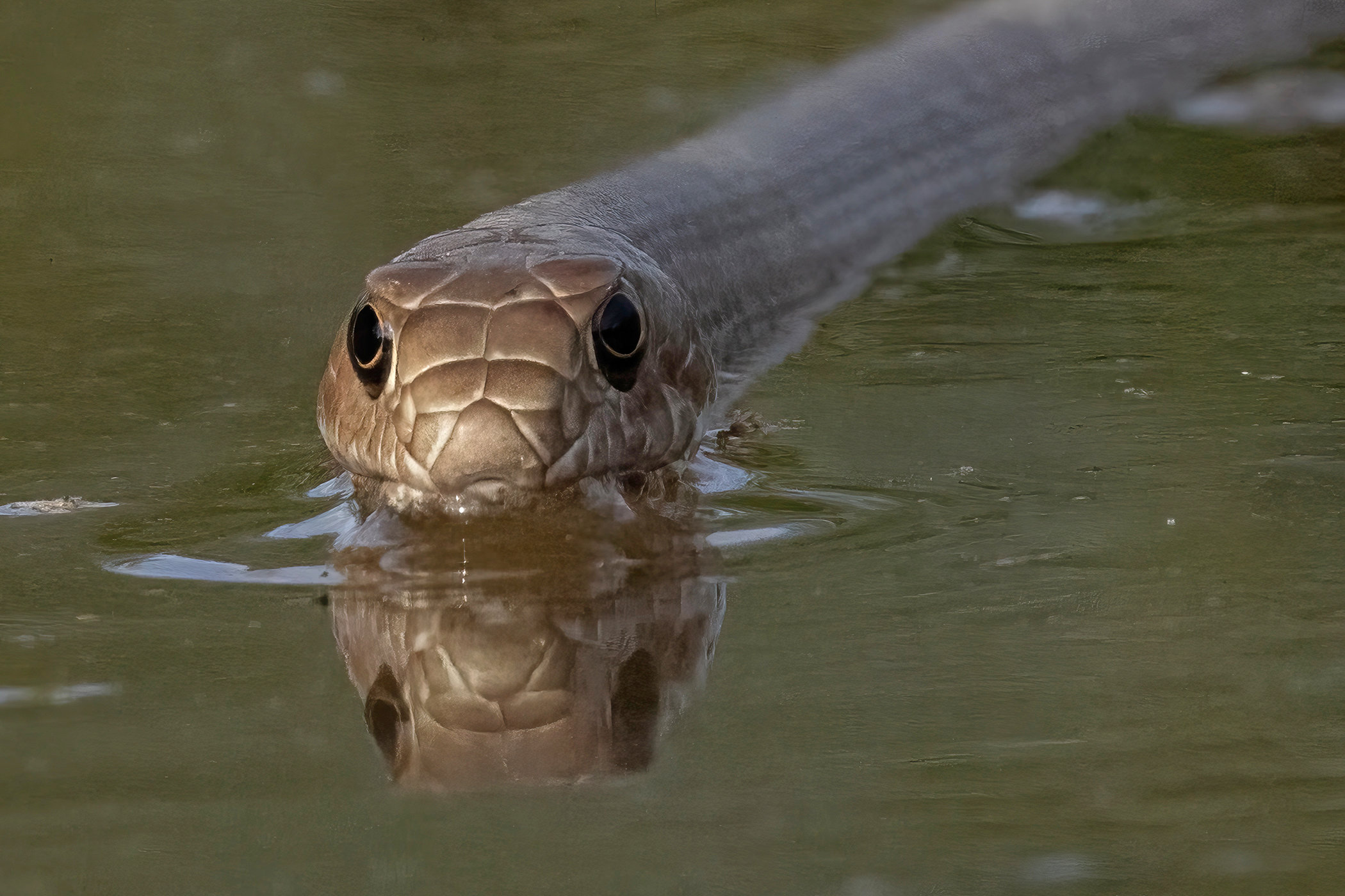A snake's reflection - Jim Zuckerman photography & photo tours