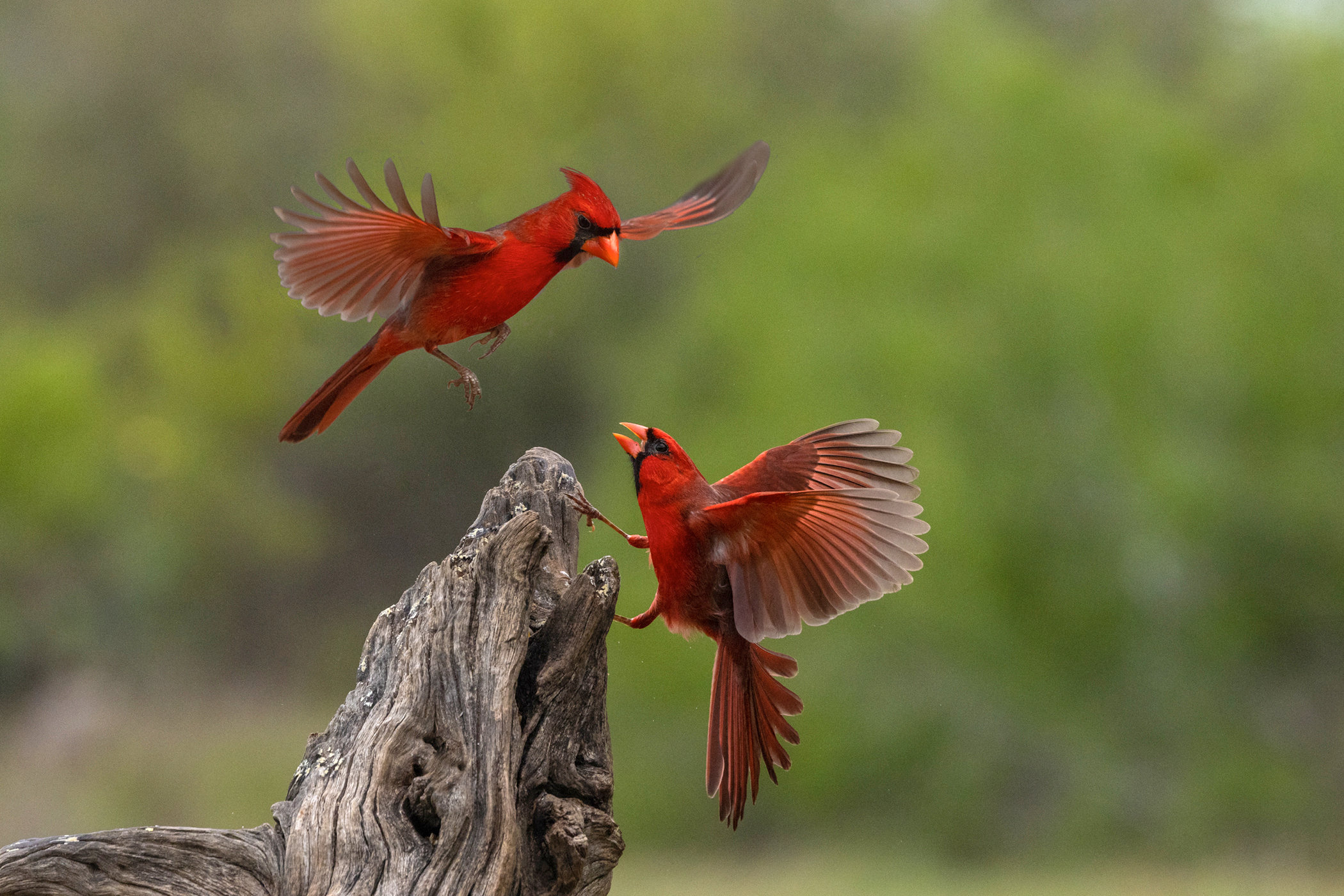 Cardinals' confrontation - Jim Zuckerman photography & photo tours