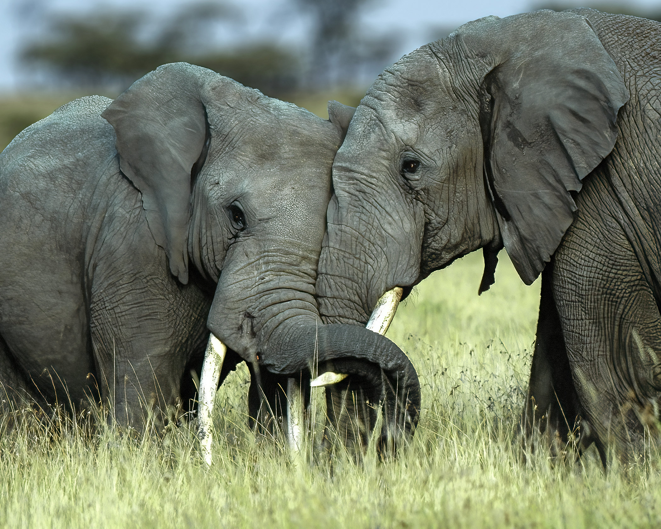 Elephant combat - Jim Zuckerman photography & photo tours