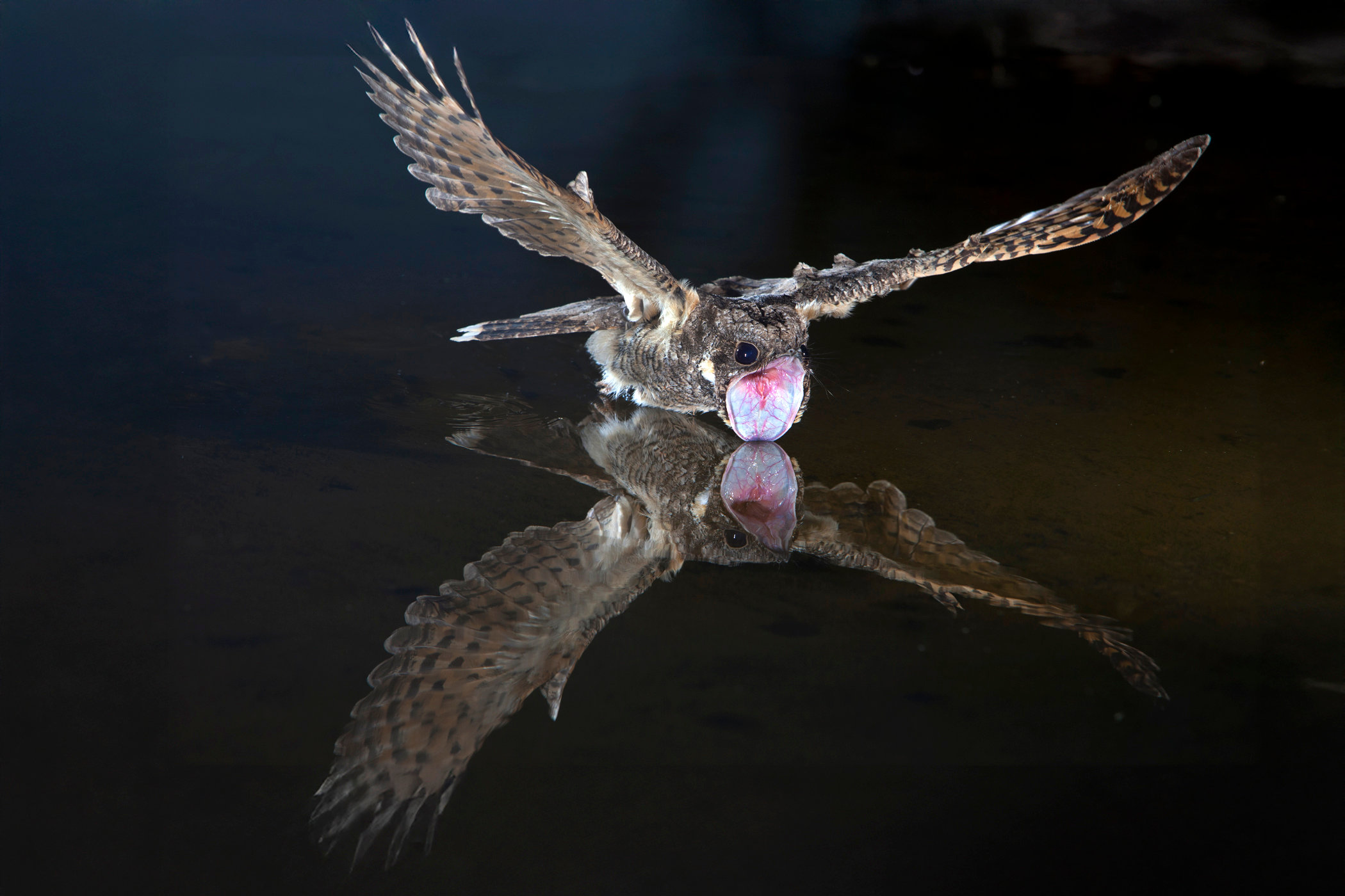 Drinking on the wing - Jim Zuckerman photography & photo tours