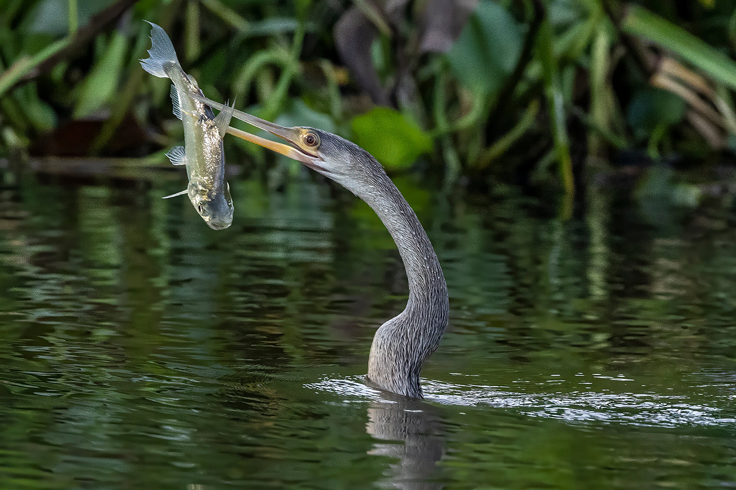 A great catch - Jim Zuckerman photography & photo tours