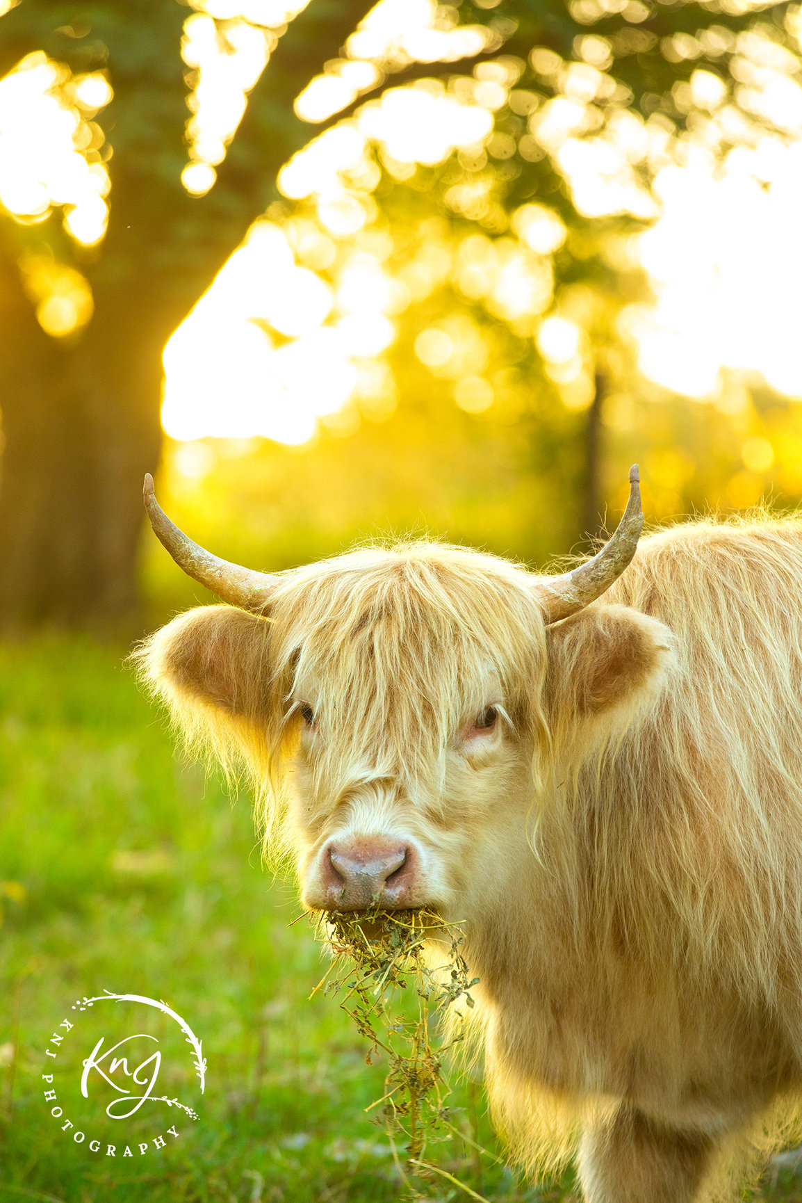 Highland Cow Photography & Encounters | K n J Photography