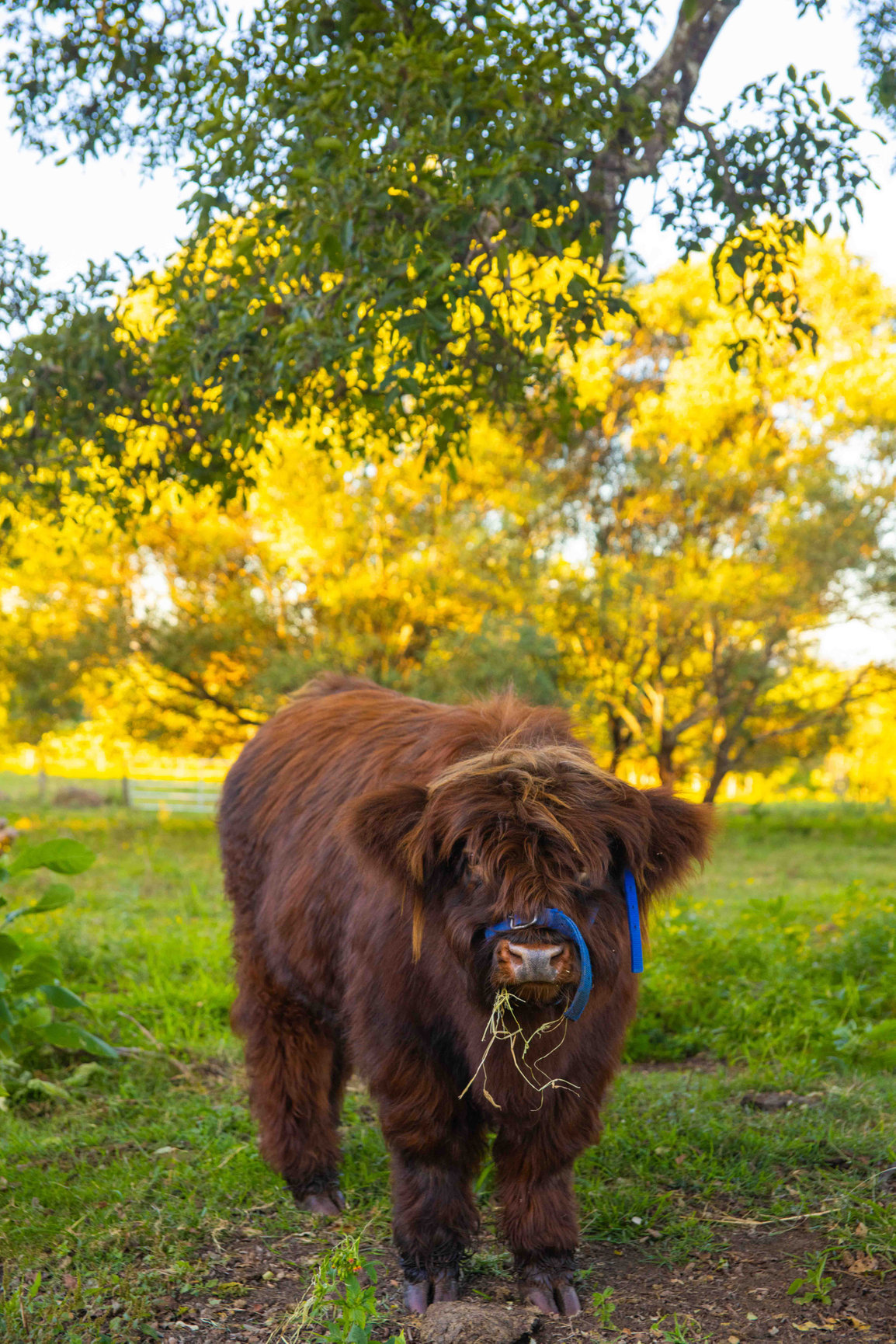 Highland Cow Photography & Encounters | K n J Photography