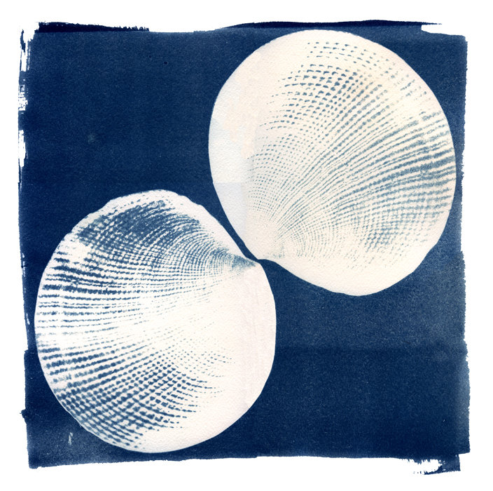 Cyanotype Shells - Longstreet Collection