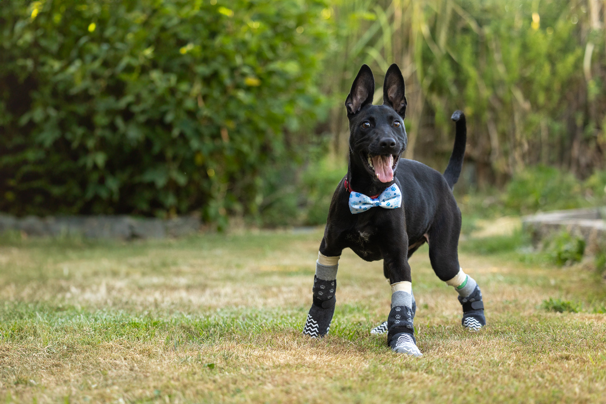 Meet Phoenix, the Resilient Rescue Dog - Terri Jacobson Photography