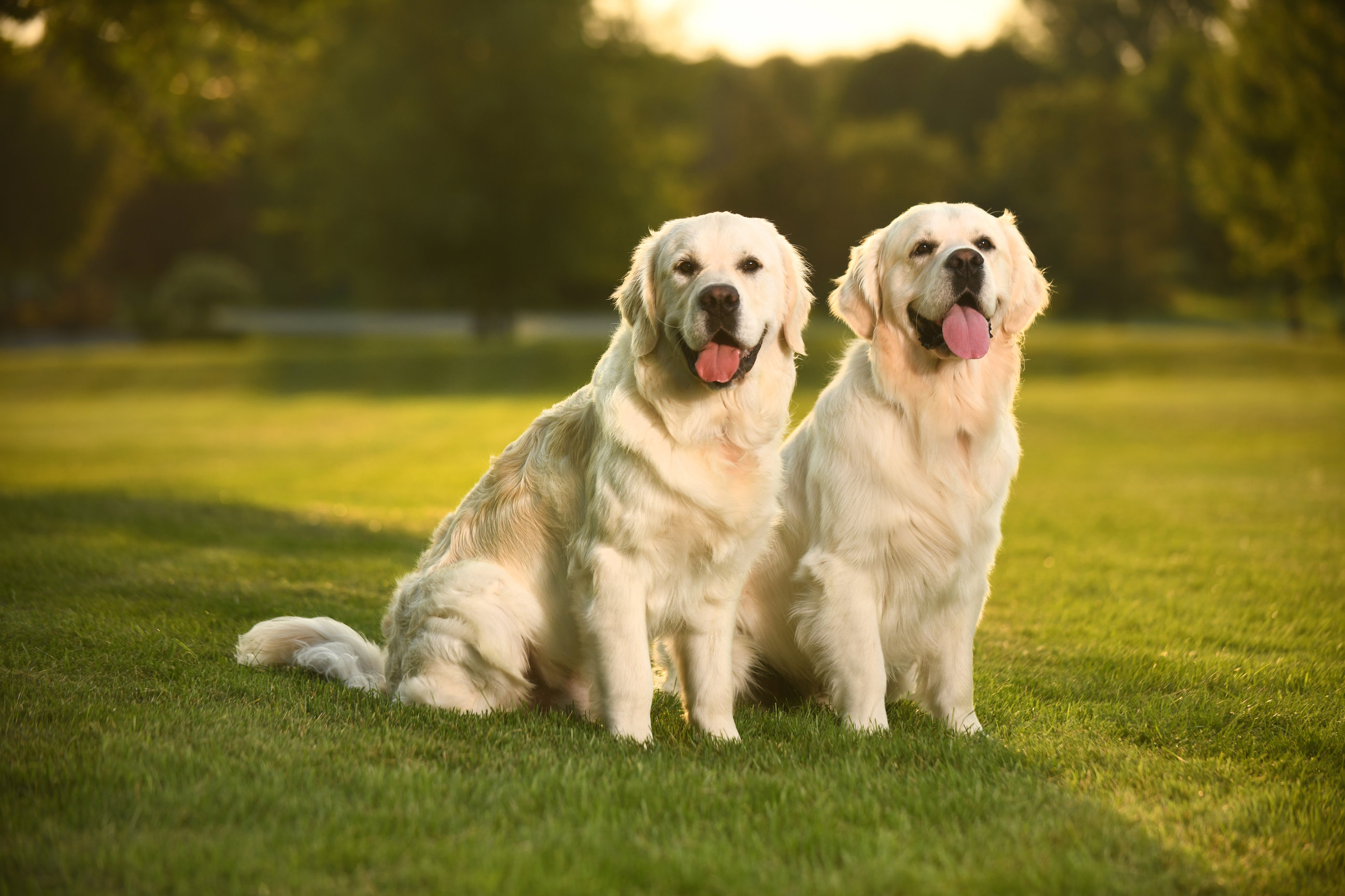 HOME - Harmann Studios