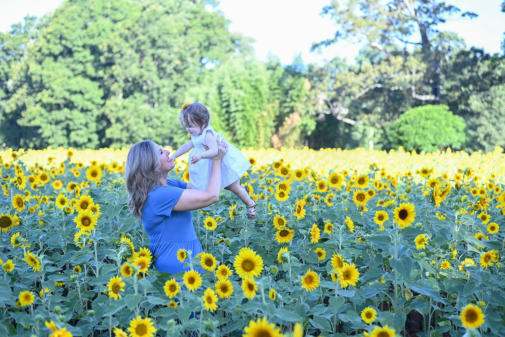 When to book and what to take you sunflower photo session in Hickory ...