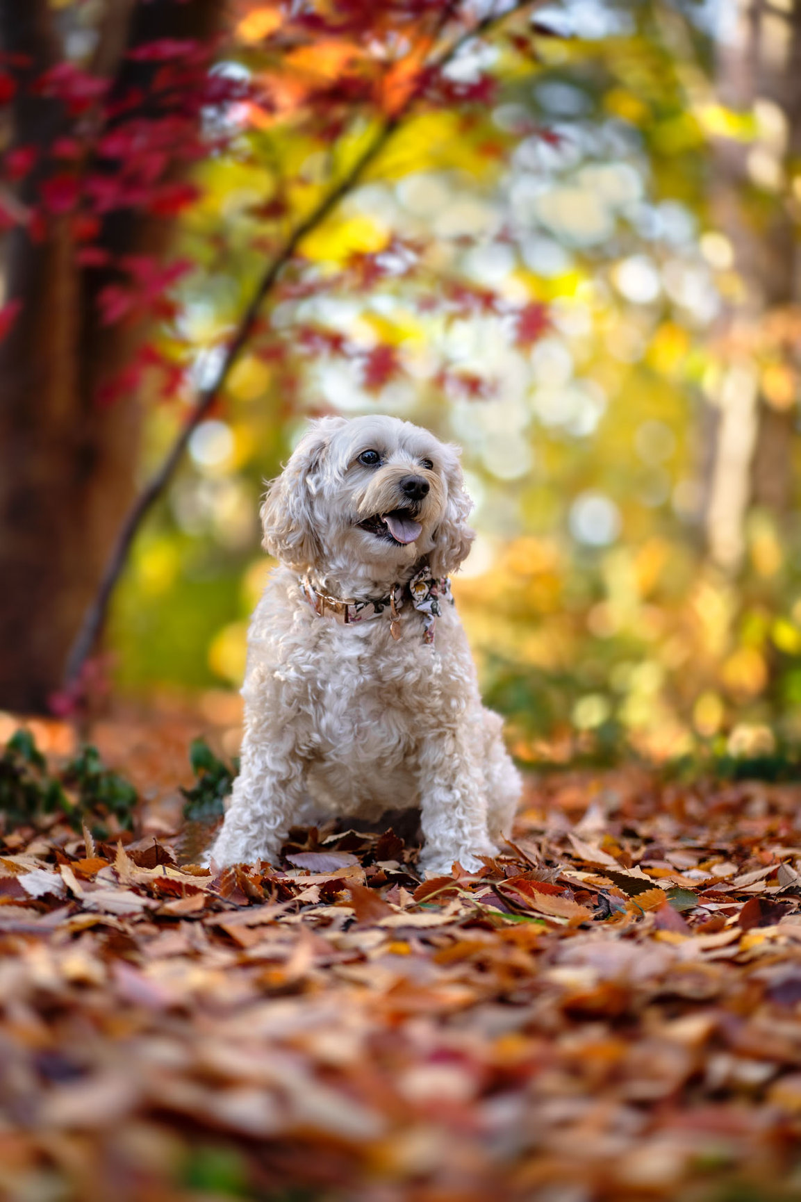 Book your outdoor Canberra Pet Photography session