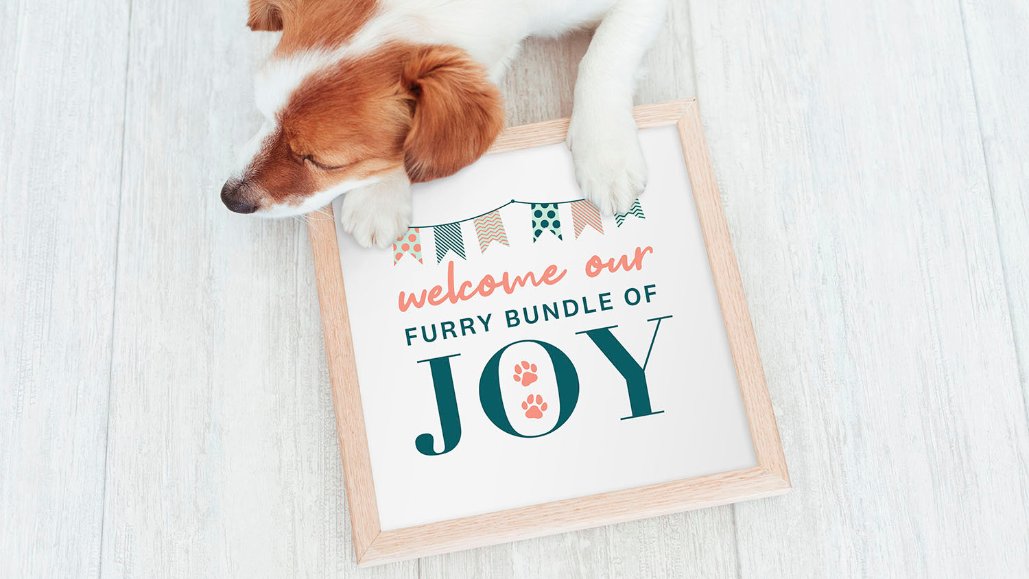 Pet Announcement Photo Ideas (+ Free Printable Signs!) - Canberra Award ...