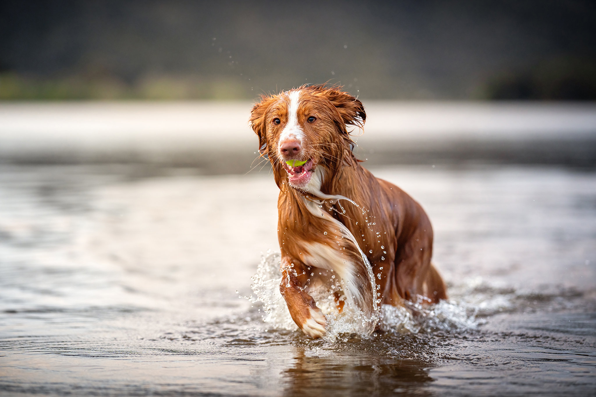 Capturing dogs in action