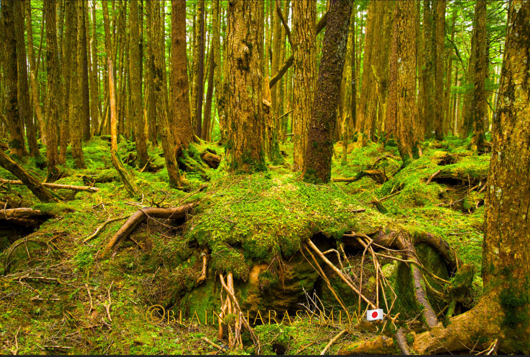 Mt. Fuji Maple Leaves Autumn Photo Tour - The Sea of Trees, Hamadryad ...