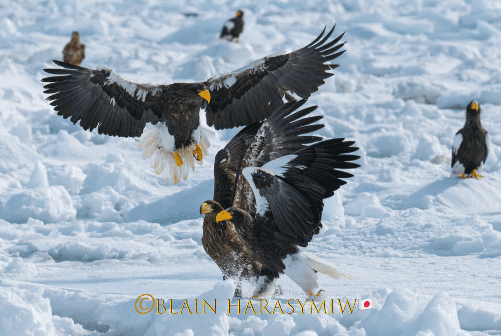 Steller's Sea Eagles Pack Ice still in Hokkaido - AND It is Spring in ...