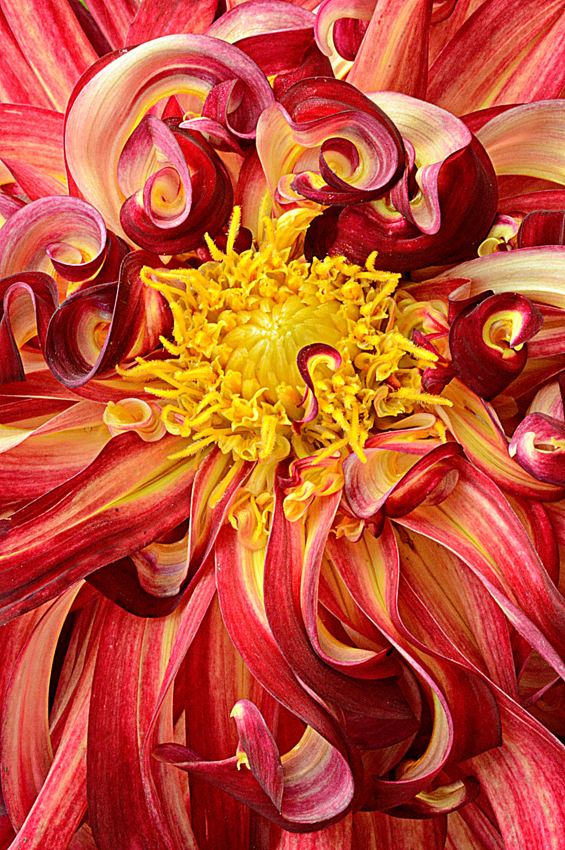 f/32 and Sharpening - Mike Moats - Award Winning Macro Photographer