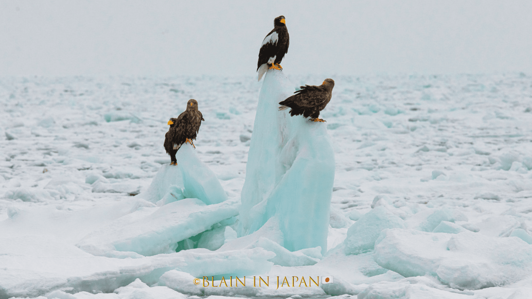 Hokkaido, Japan’s Endemic Raptor - The White-tailed Eagle - JAPAN ...