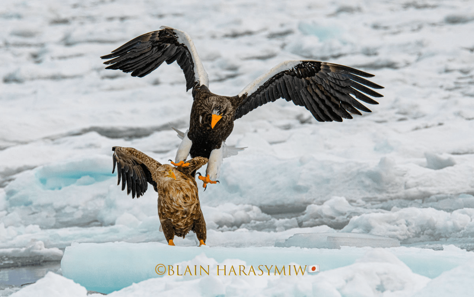 Steller’s Sea Eagles - Hokkaido Photo Workshop Tour - JAPAN DREAMSCAPES