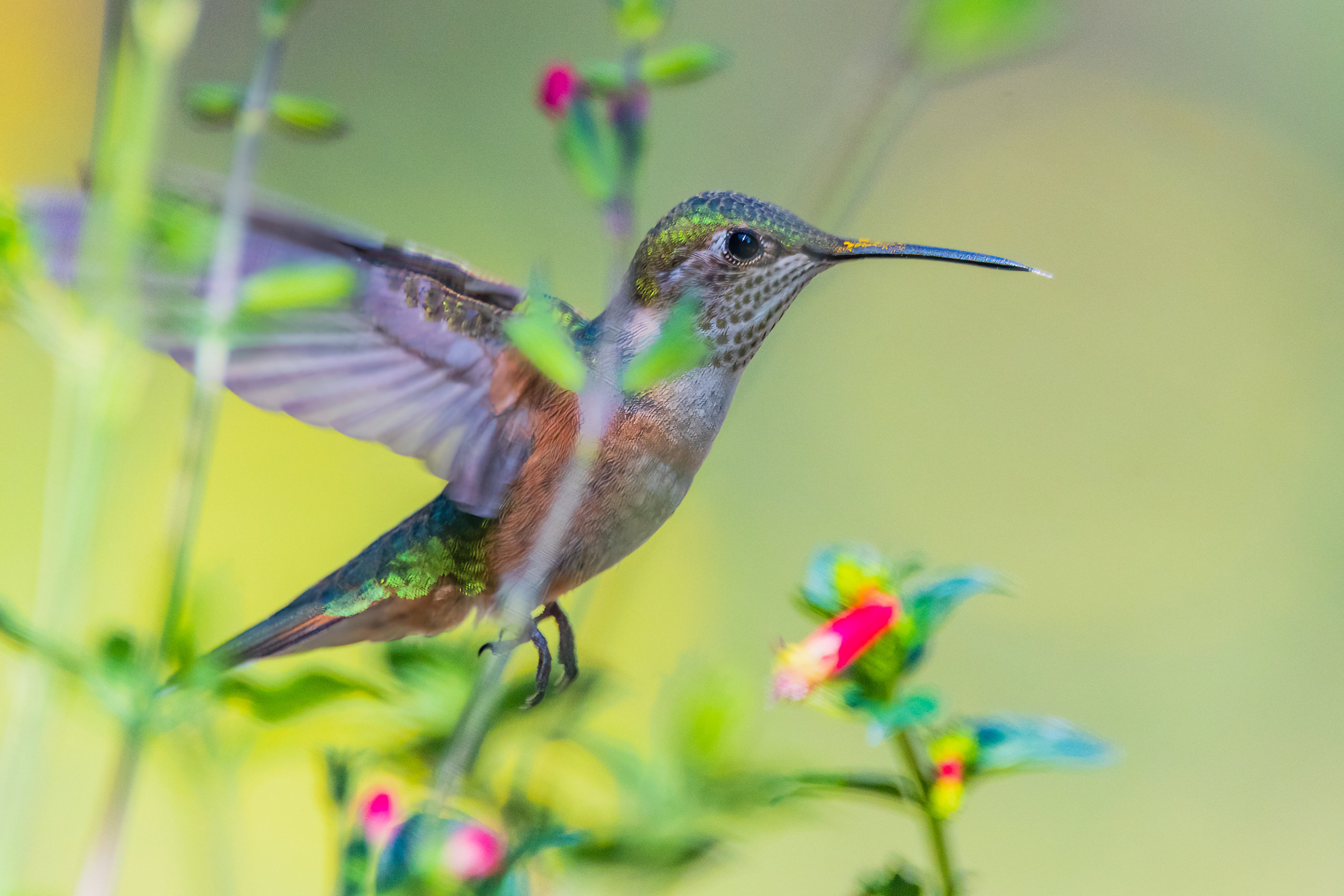 Hummingbird portfolio pictures by One Moment In Time Photography.